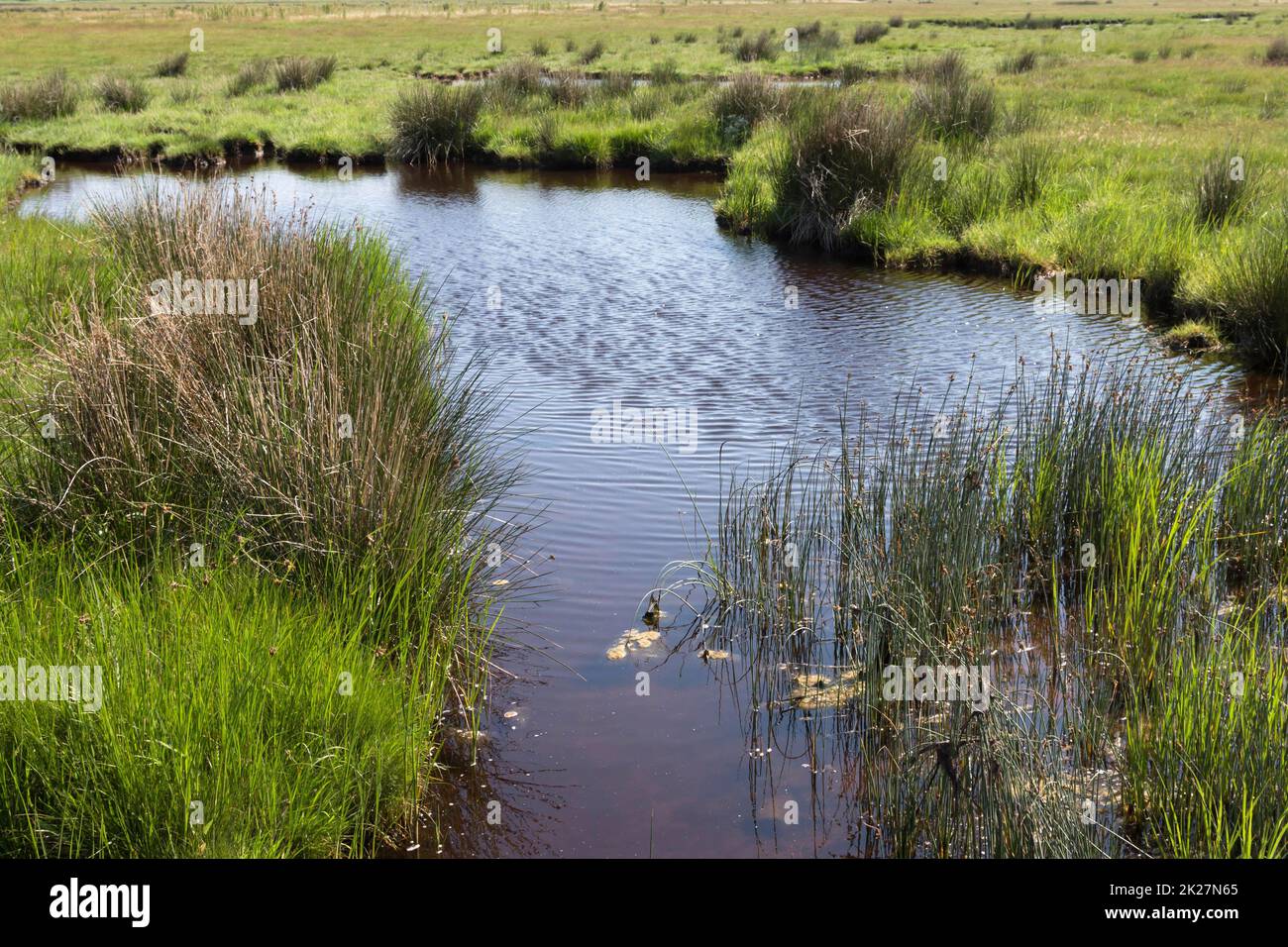 Brackish water lake on the Baltic Sea Stock Photo - Alamy