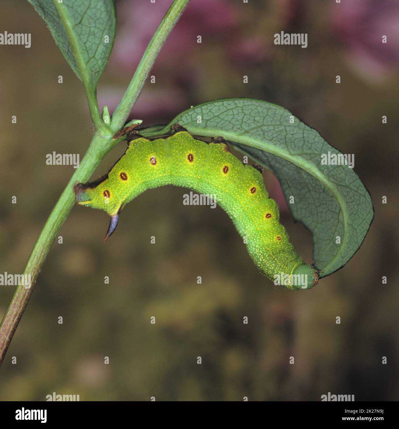 Broad-bordered bee hawk-moth, Hemaris fuciformis, HummelschwÃ¤rmer ...