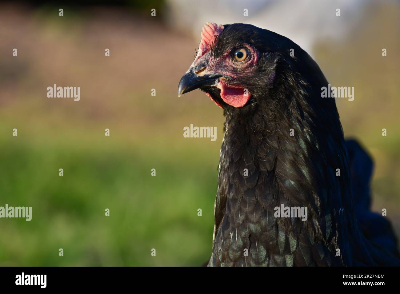 Portrait of a black hen with a metallic green shimmer Stock Photo - Alamy