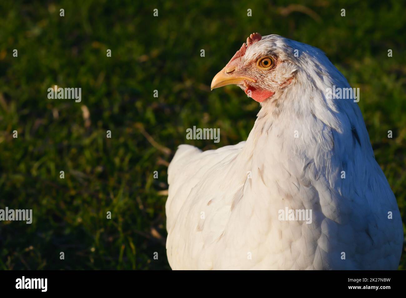 Portrait of a white hen with nature background Stock Photo - Alamy