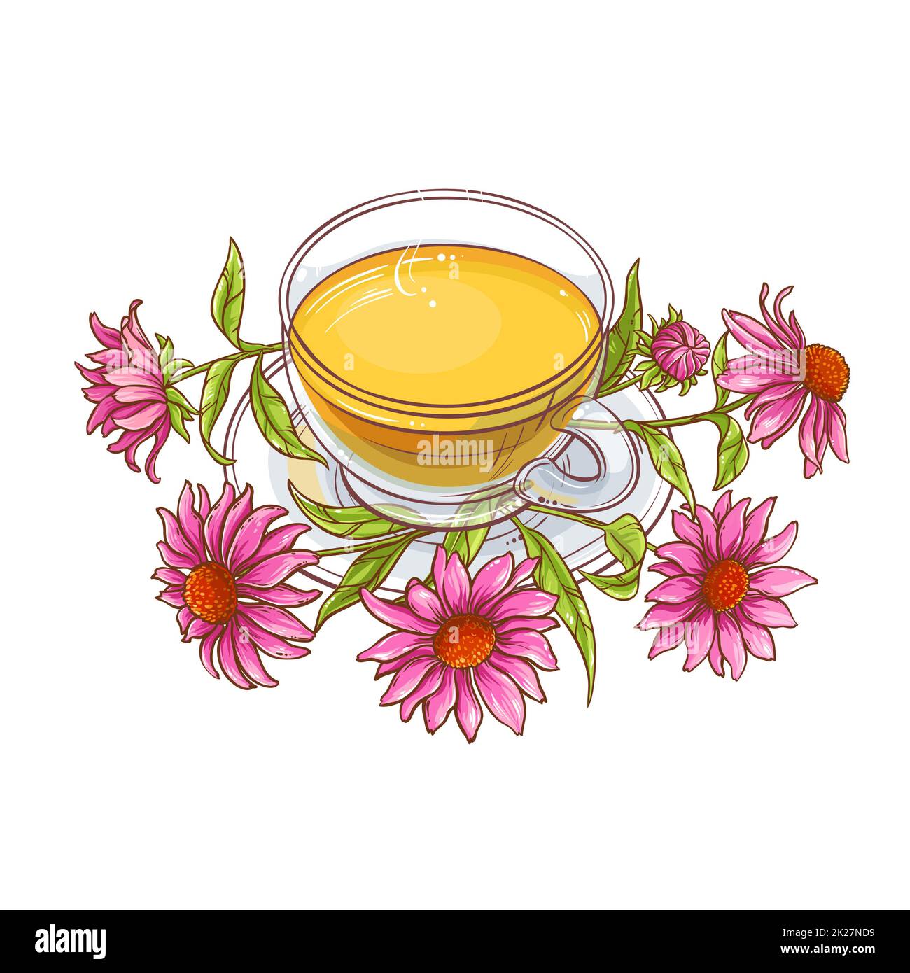 echinacea tea illustration Stock Photo - Alamy