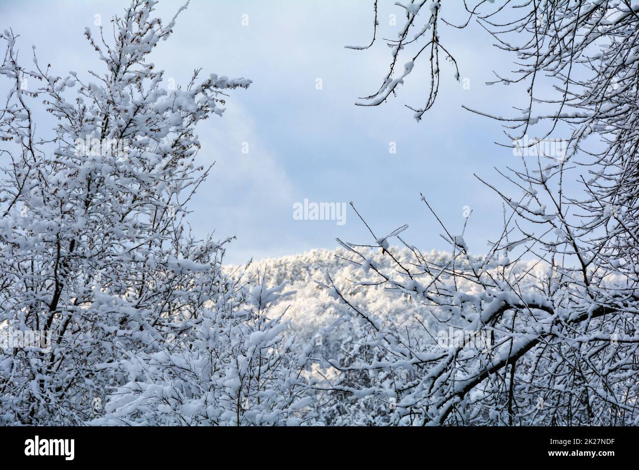 Trees with snow Stock Photo - Alamy