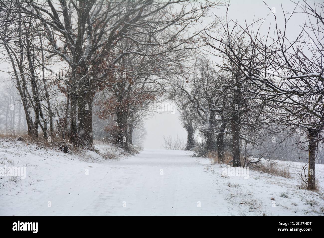 A snowy street through trees in heavy snowfall Stock Photo - Alamy