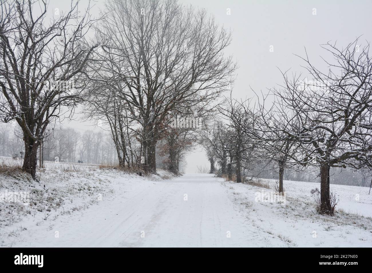 A snowy path through trees in snowfall Stock Photo - Alamy