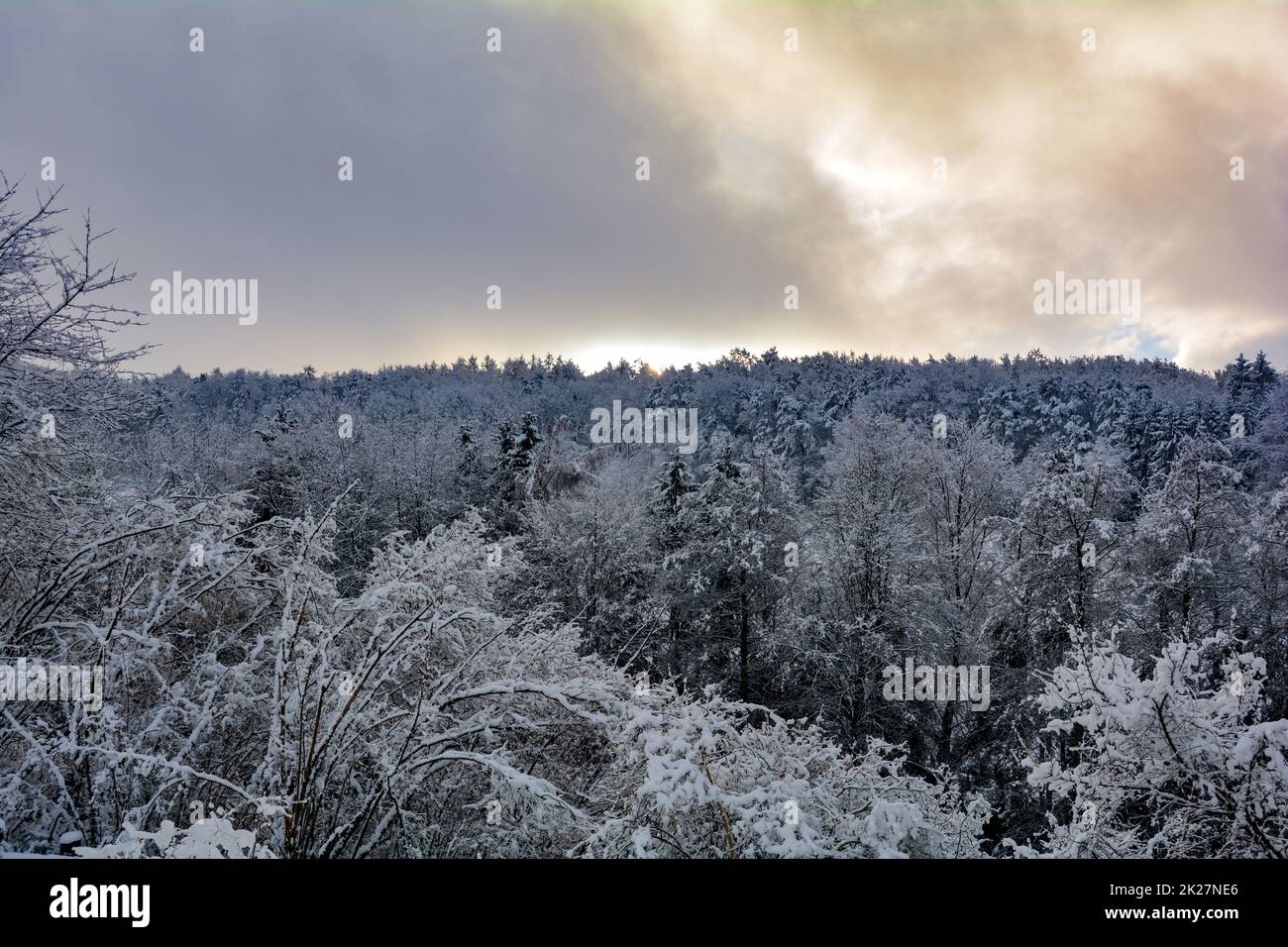 Morning in a wintry forest with snow Stock Photo - Alamy