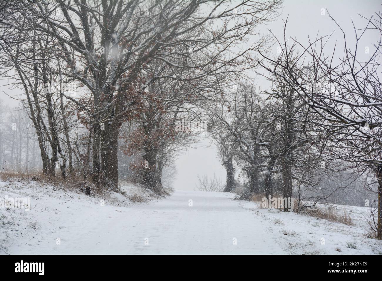 A winter day with snowy path through trees in heavy snowfall Stock ...