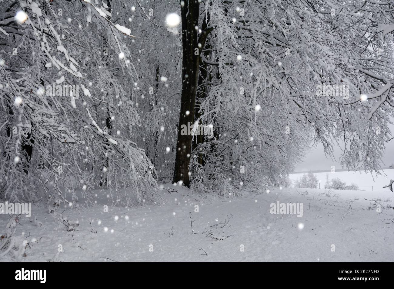 Snow Falling On Trees Gif