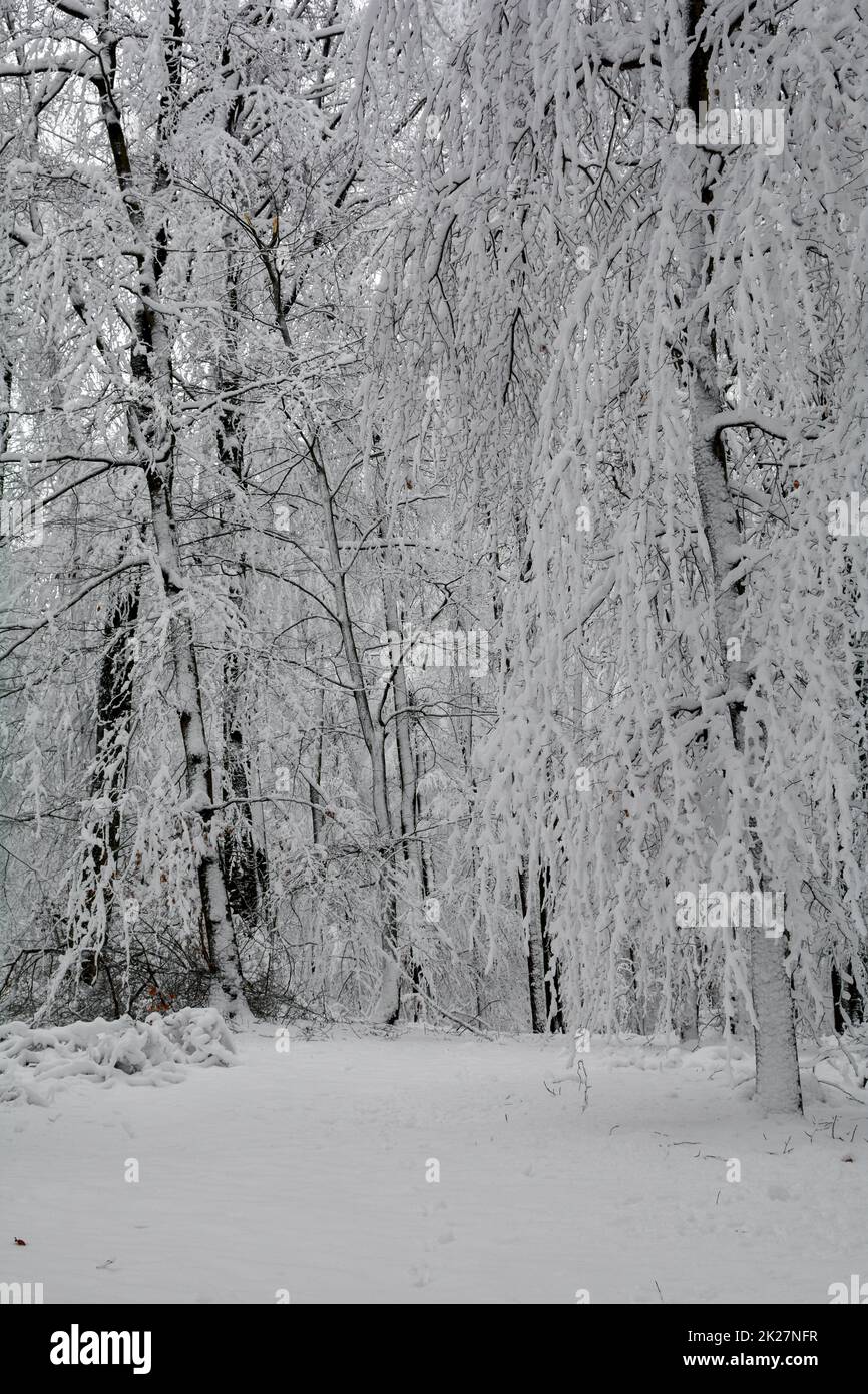 Trees in the forest with deep snow Stock Photo - Alamy