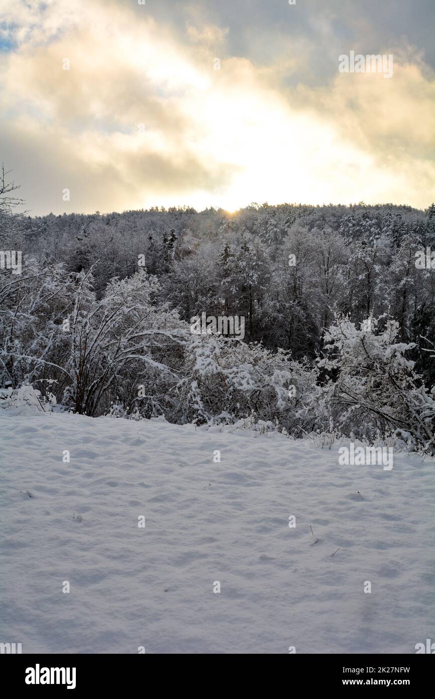 Light behind trees hi-res stock photography and images - Alamy