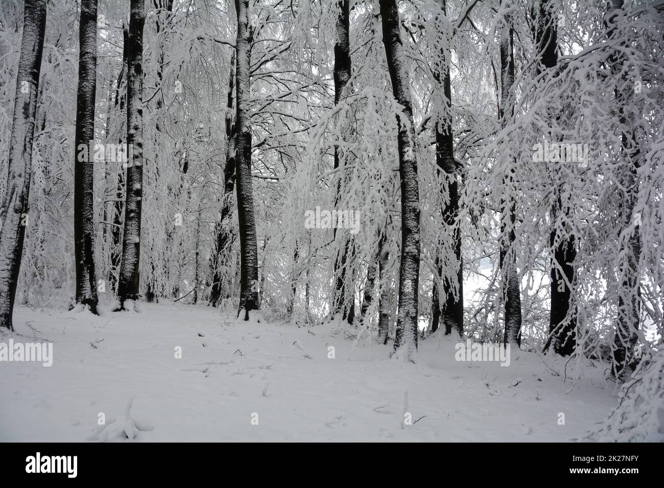 See dark trees hi-res stock photography and images - Alamy