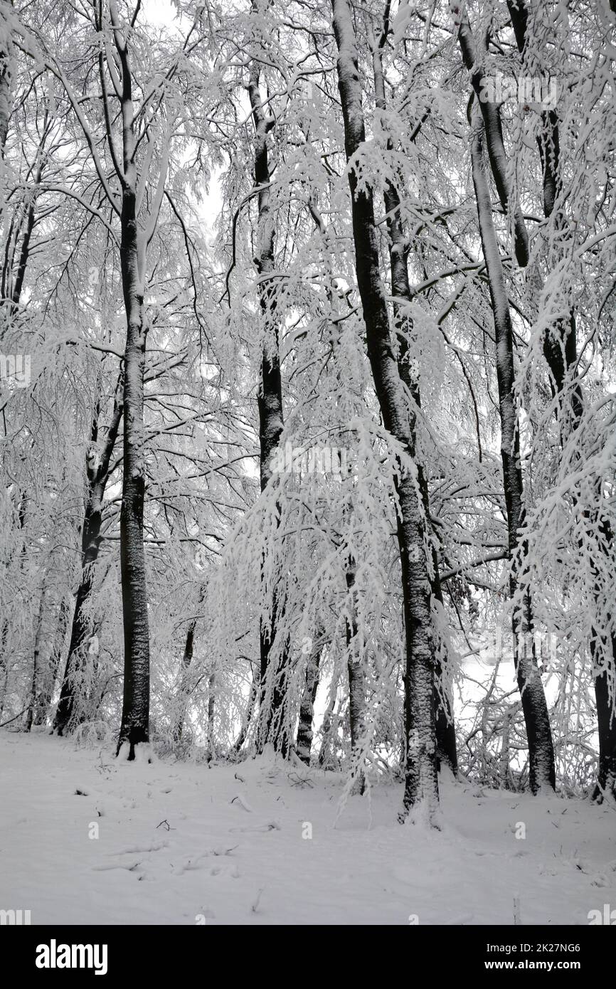 Wintertime - Tall dark trees in a forest with a lot of snow Stock Photo ...