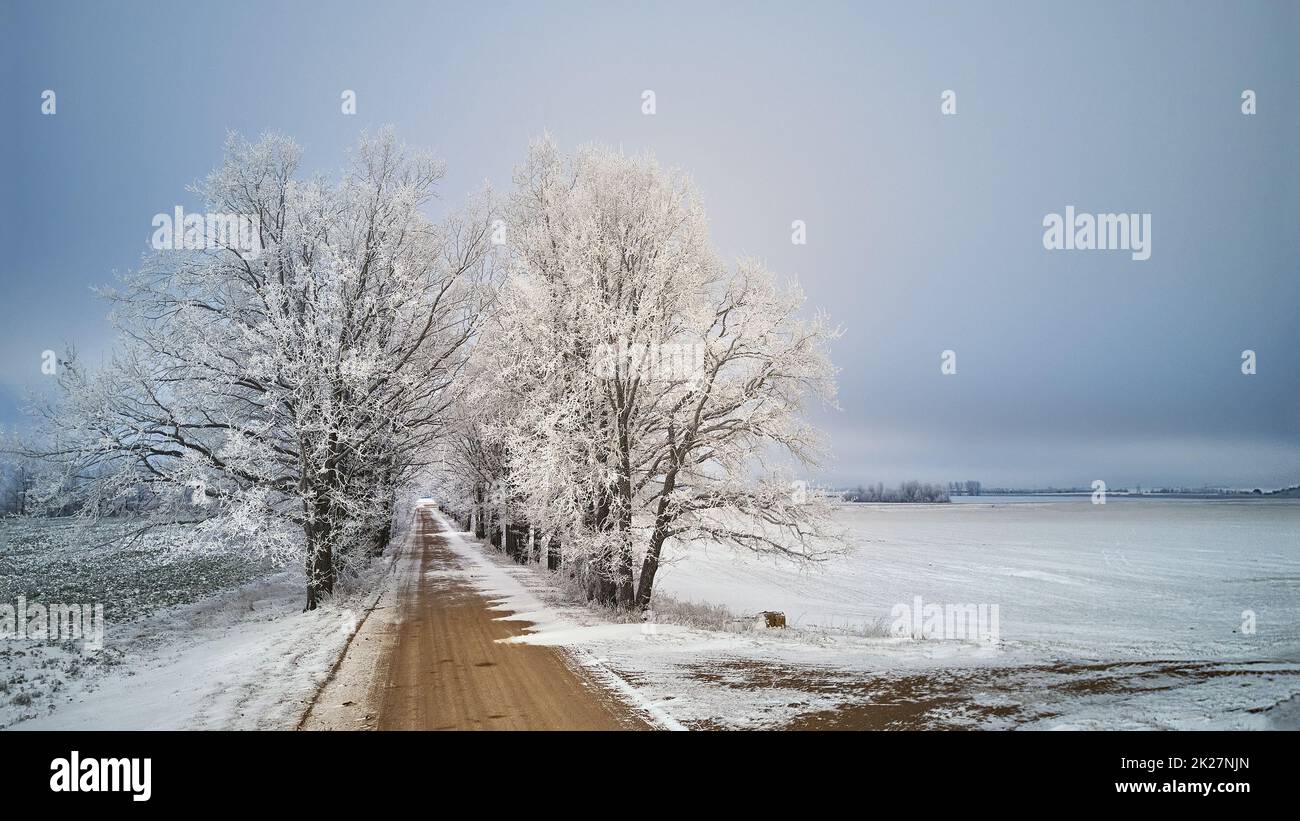 Oak trees alley in frost. Winter rural dirt road. Overcast dramatic ...
