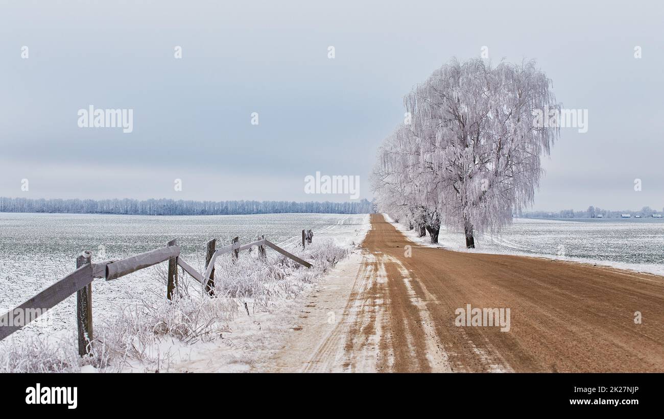 Maple and birch trees alley in frost. Winter rural dirt road. Overcast ...