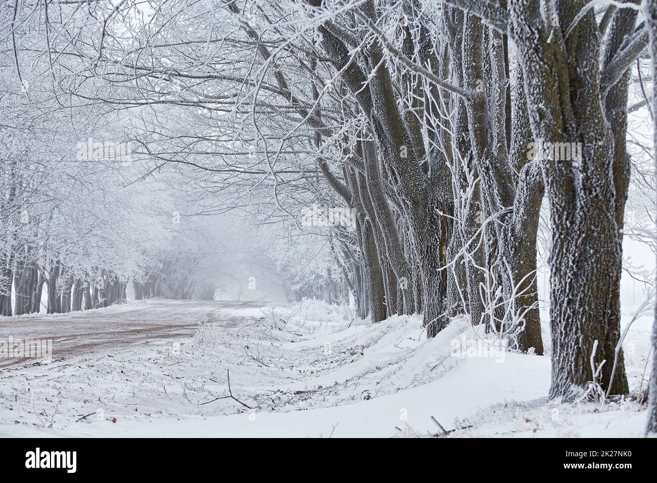 Maple trees alley in frost. Winter rural dirt road. Snow covered field ...