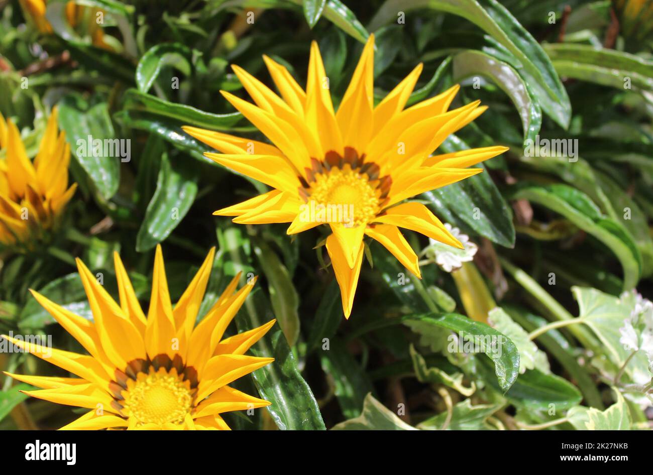 Garden treasures hi-res stock photography and images - Alamy