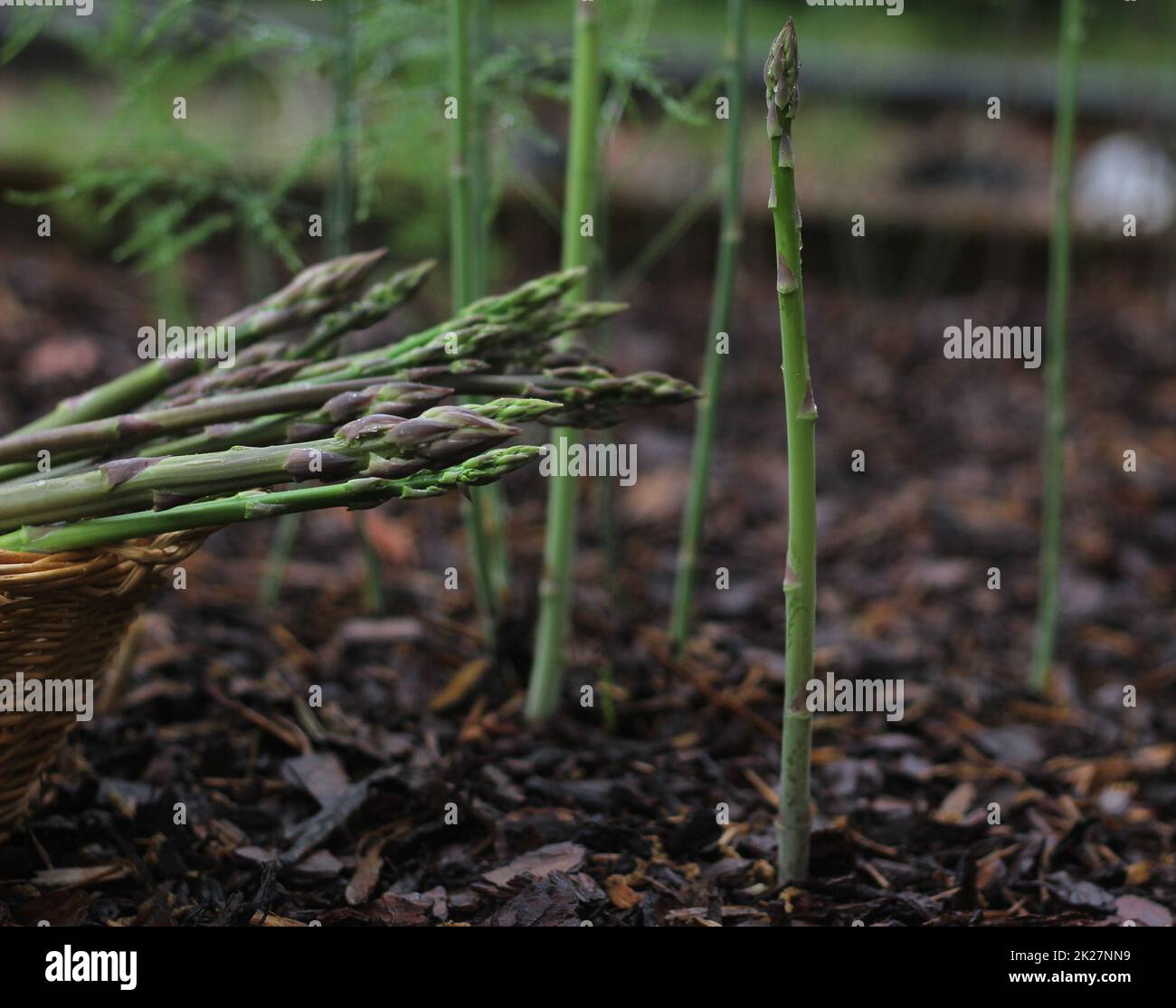 Asparagus growing hi-res stock photography and images - Alamy