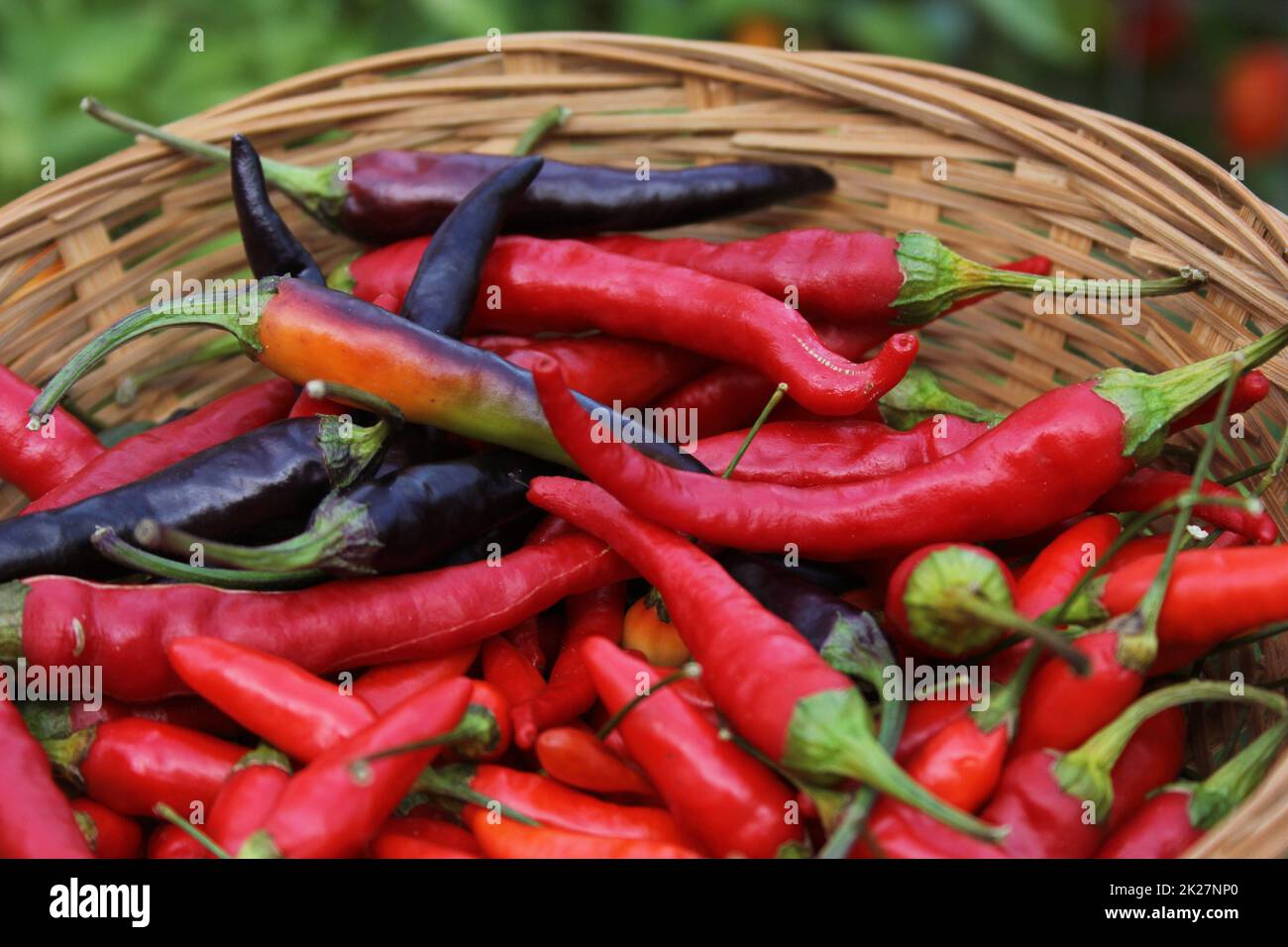 Colorful Basket of Peppers at a Rural Farmers Market Stock Photo - Alamy