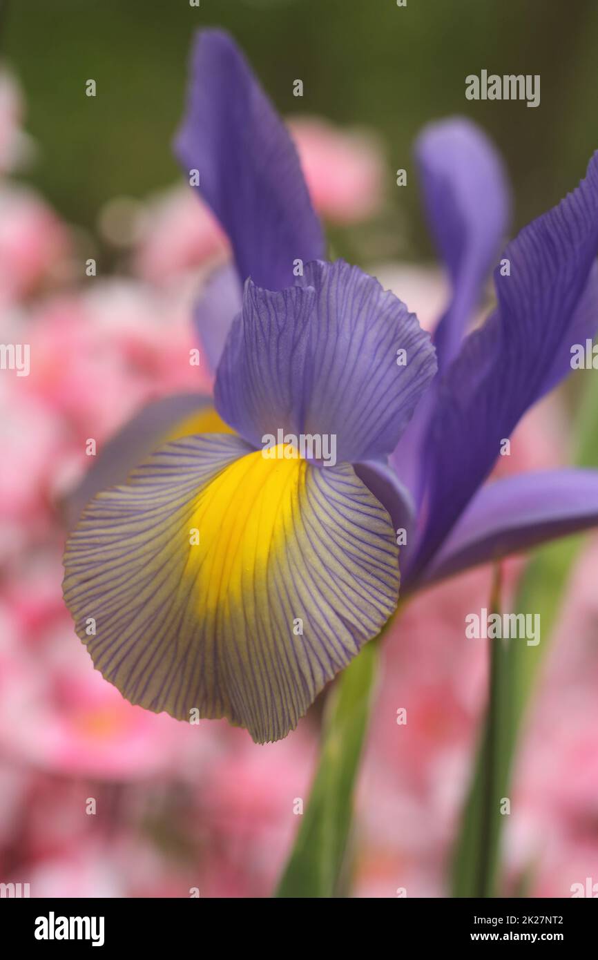 Purple Iris in Springtime Garden With Pink Flowers in Background Stock ...