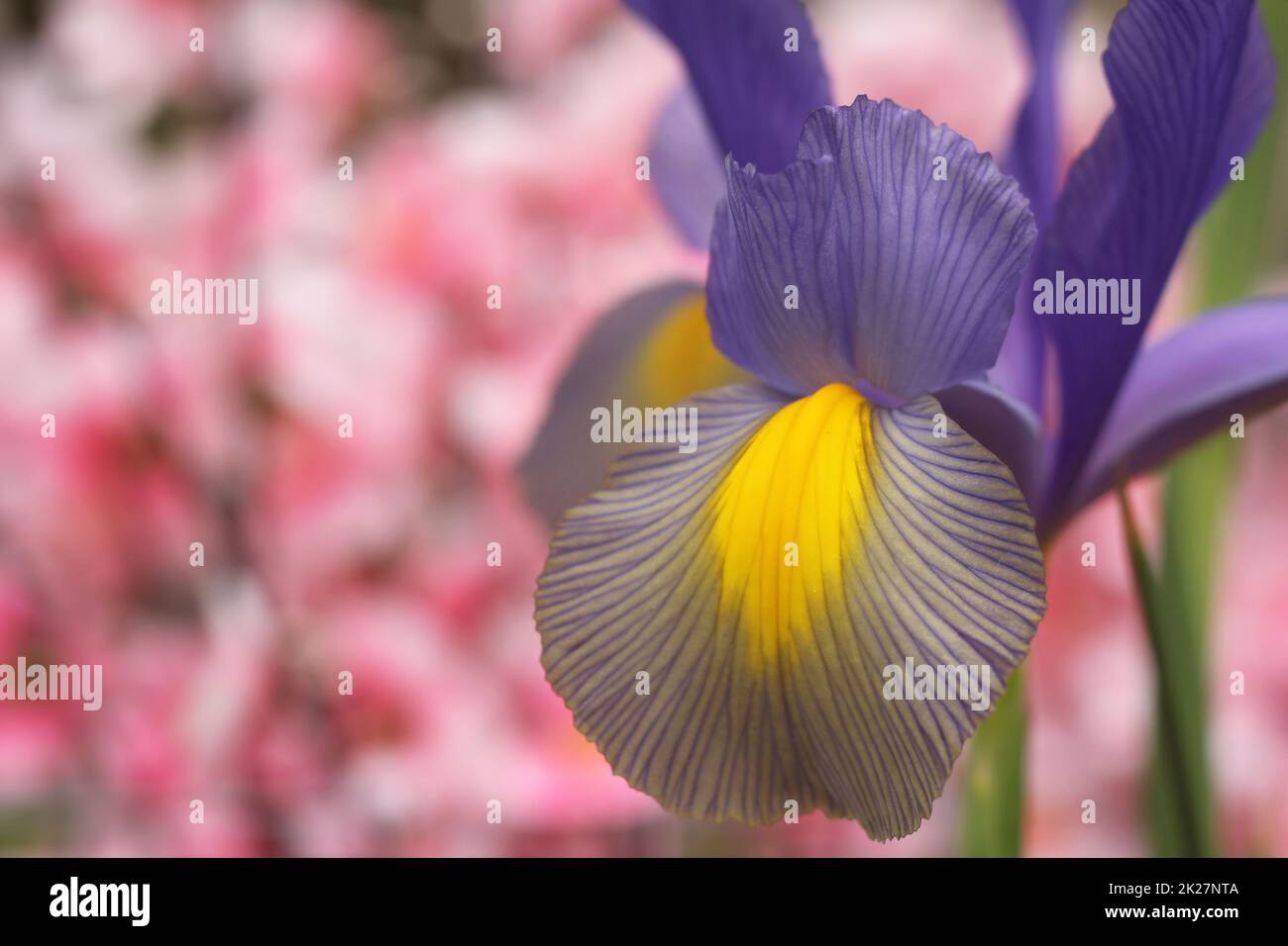 Purple Iris in Springtime Garden With Pink Flowers in Background Stock ...