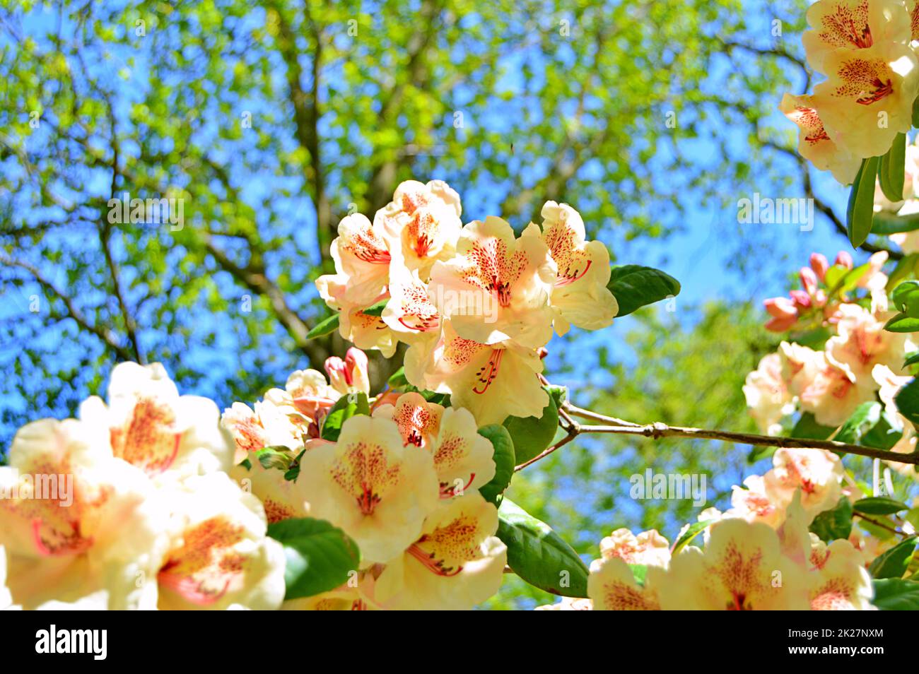 Azalea - rhododendron in garden under spring Stock Photo - Alamy
