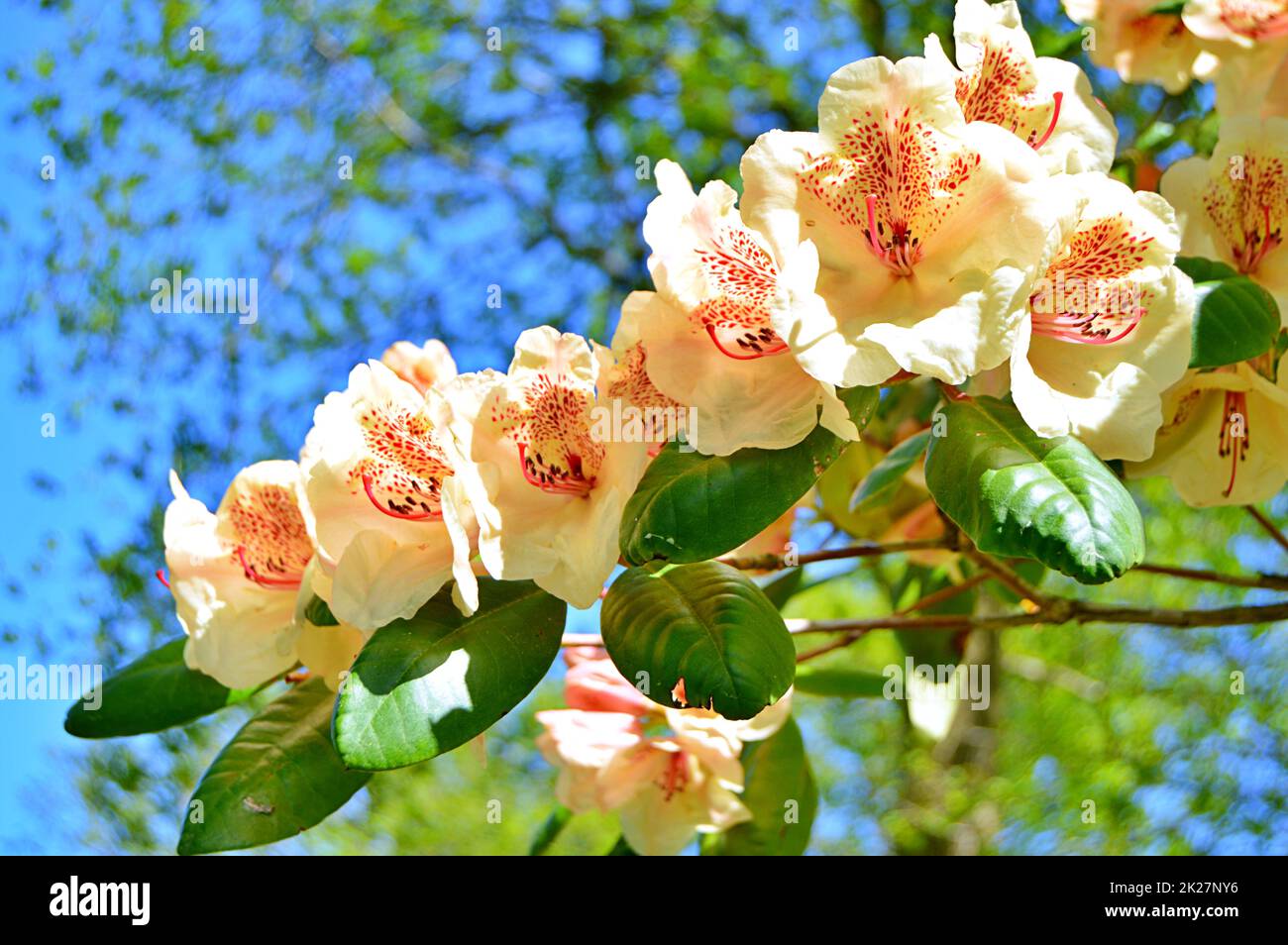 Azalea - rhododendron in garden under spring Stock Photo - Alamy
