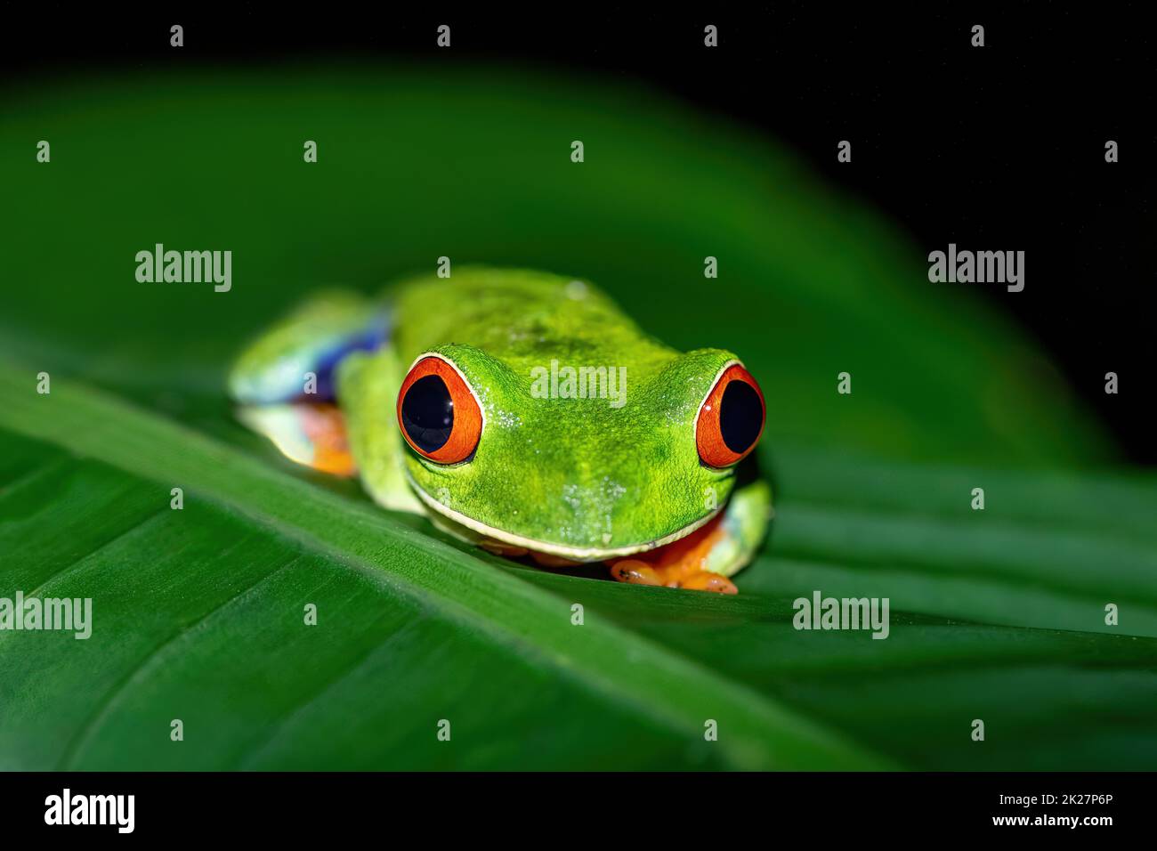 Red-eyed tree frog, Agalychnis callidryas, La Fortuna, Costa Rica ...
