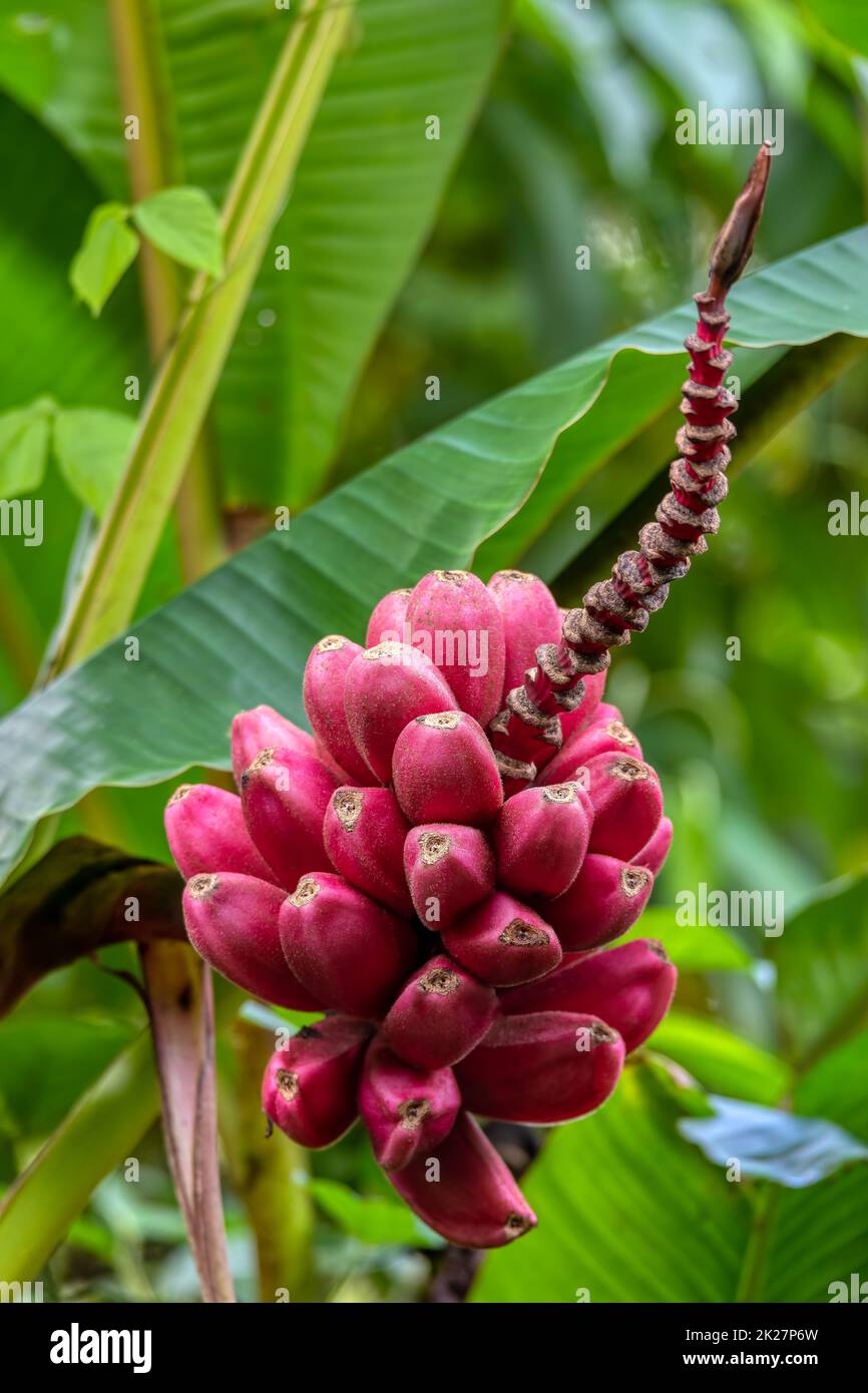 Banana palm unripe fruit flower hi-res stock photography and images - Alamy