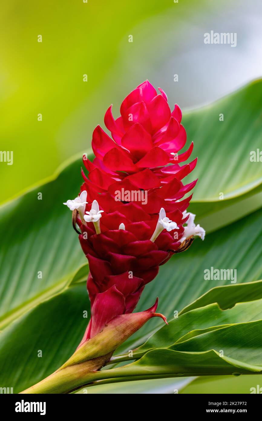 Alpinia purpurata will grow in rainforest of Costa Rica Stock Photo - Alamy