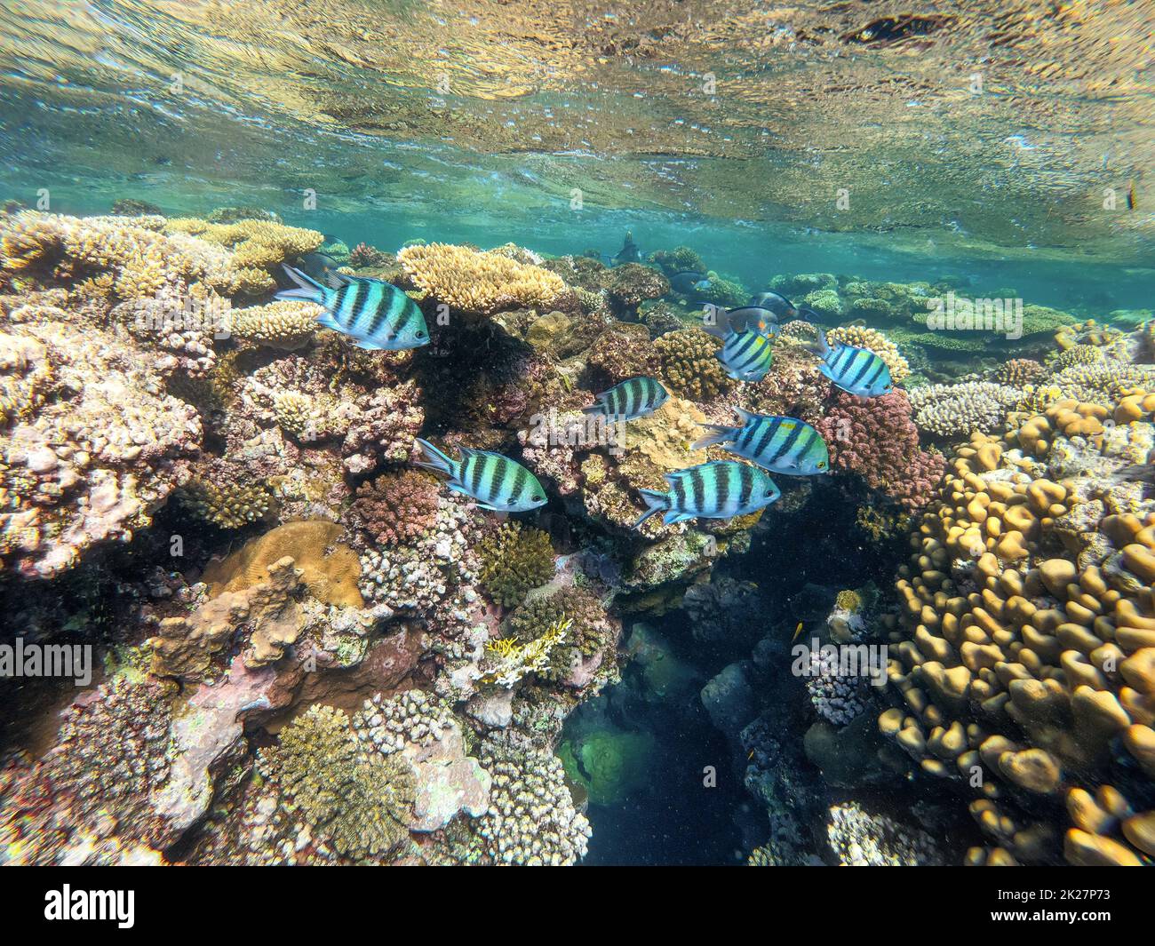 Damselfish great barrier reef hi-res stock photography and images - Alamy