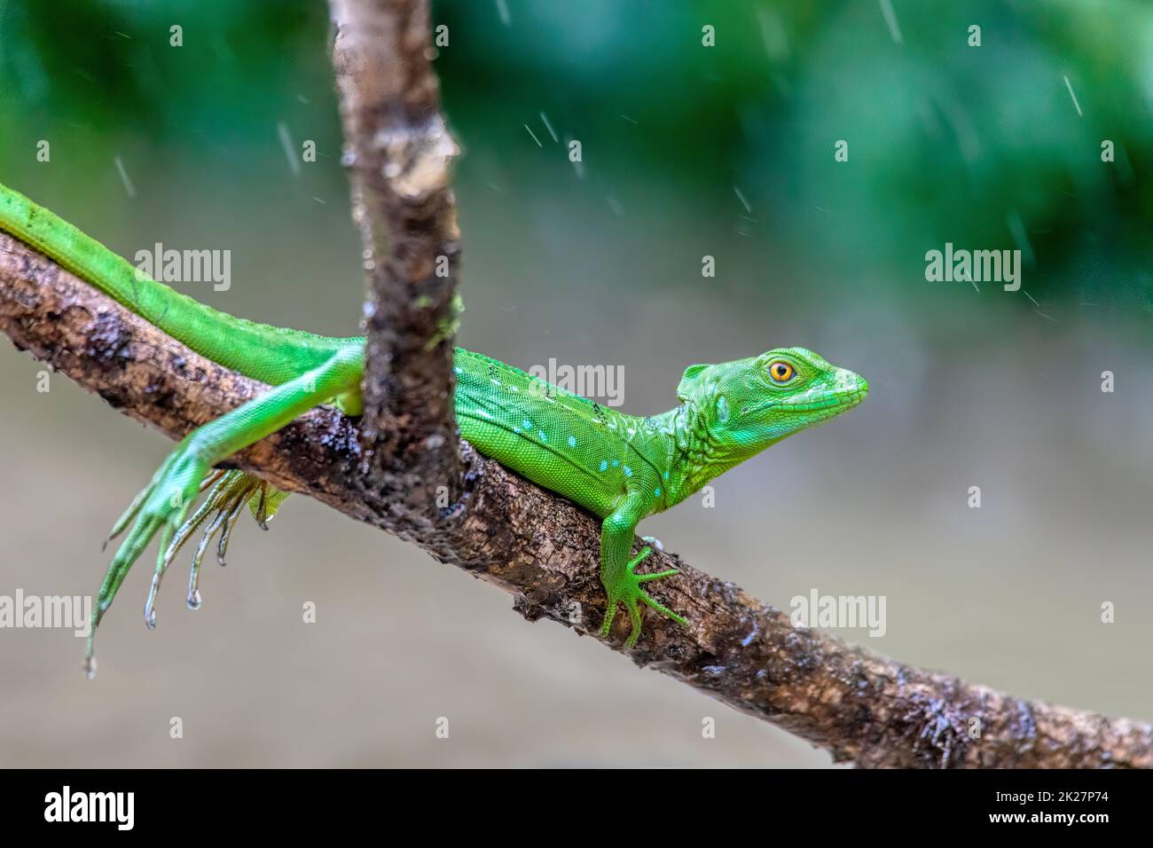Female Green Basilisk Lizard