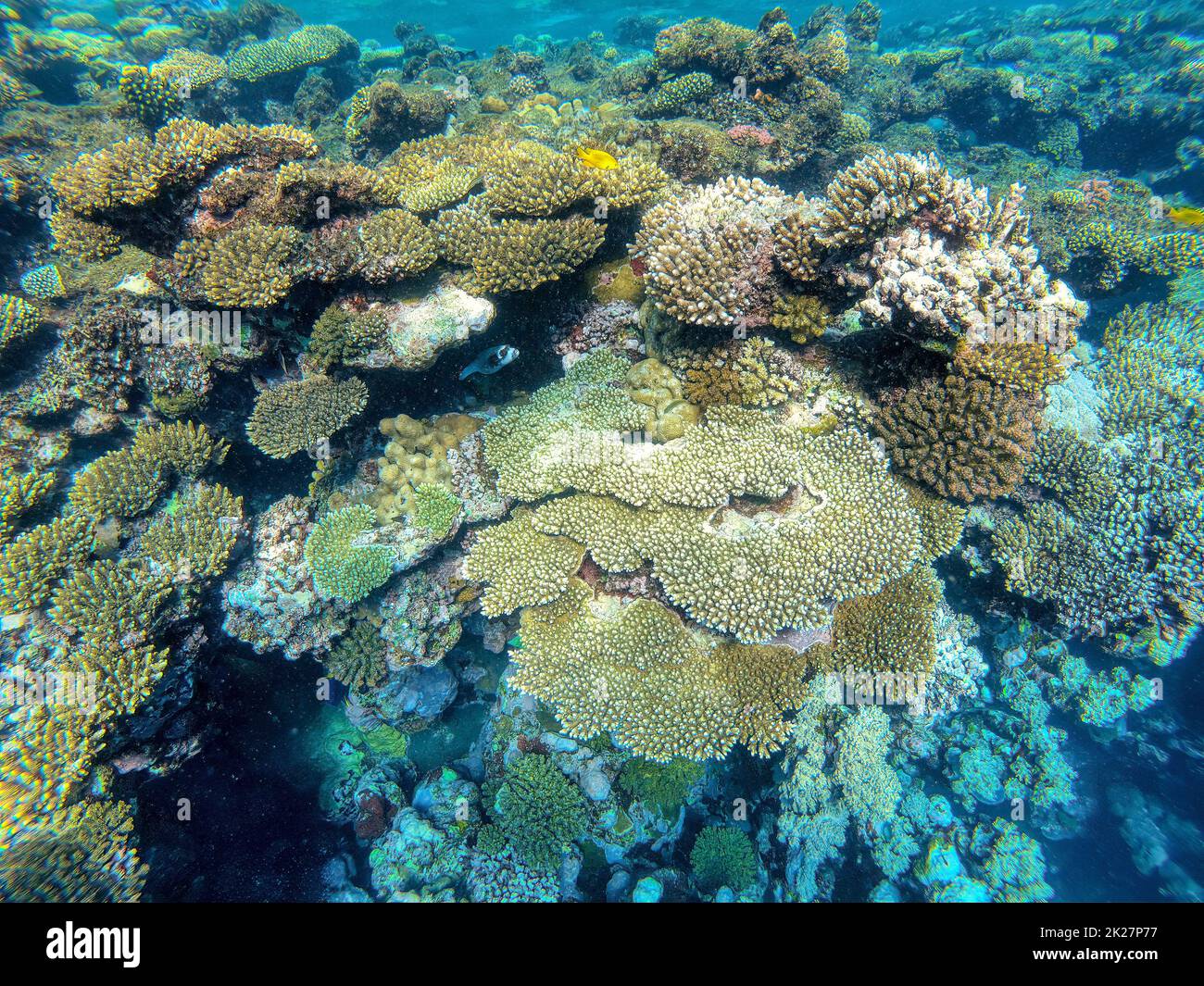 Coral on reef in red sea, Marsa Alam, Egypt Stock Photo - Alamy