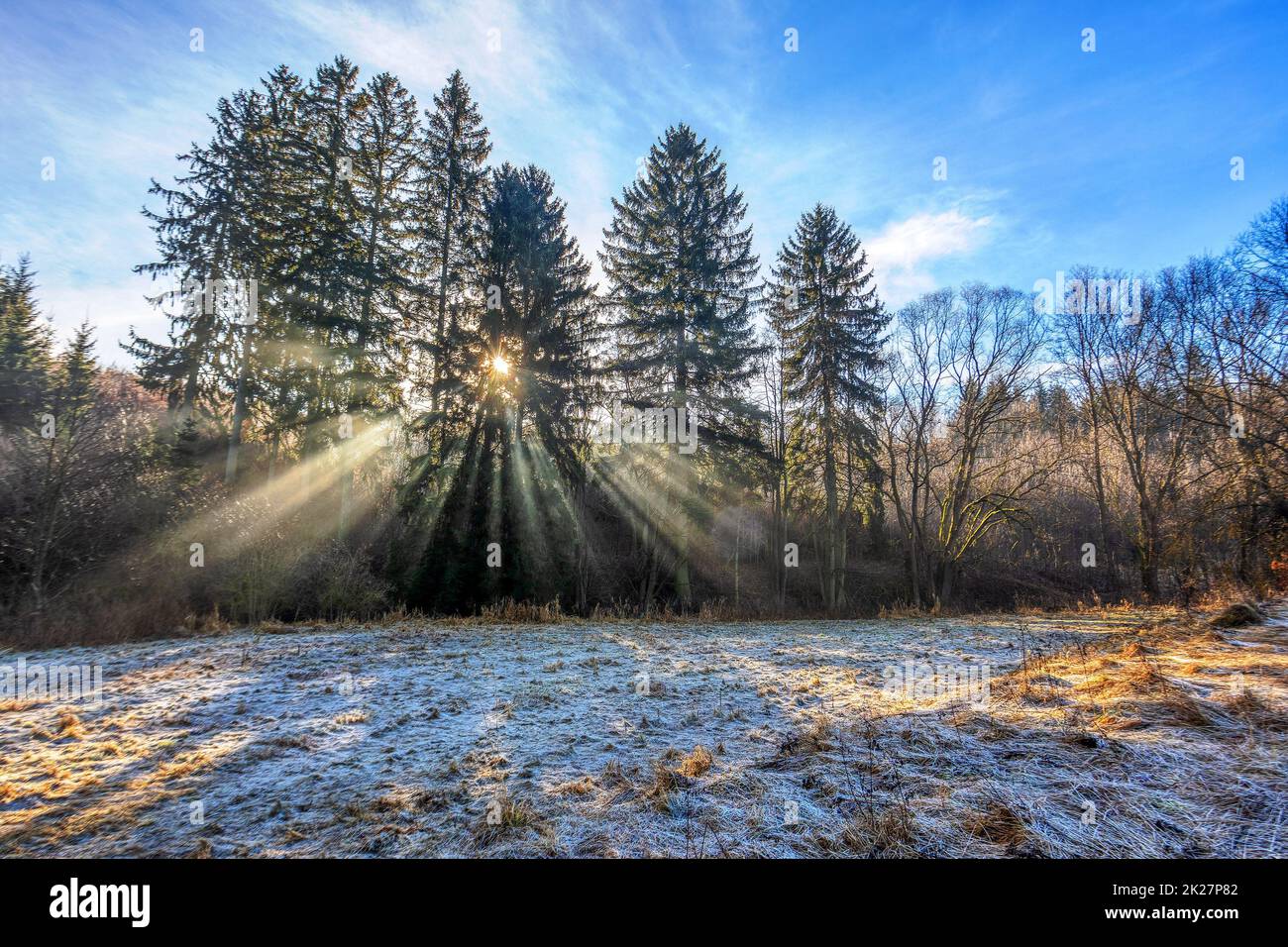 Forest landscape with sun rays Stock Photo - Alamy