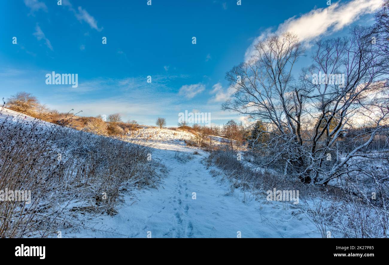 forest landscape with rural path Stock Photo - Alamy