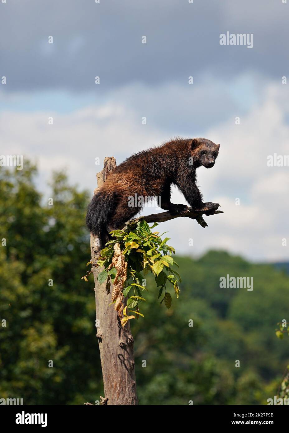 Wolverine aka wolverene - Gulo gulo - resting on top of dry tree ...