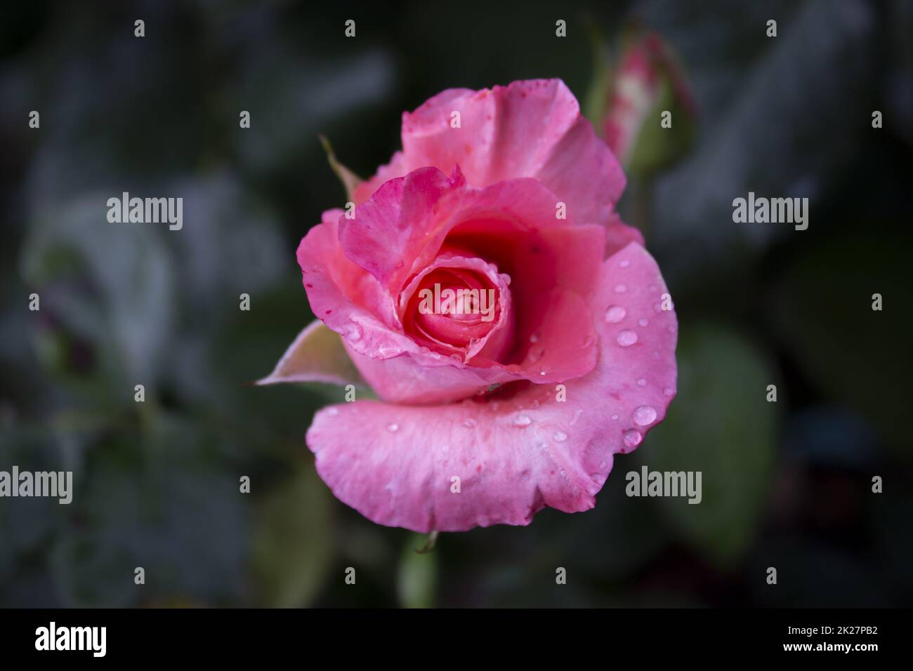 Rose petals buds dew hi-res stock photography and images - Alamy