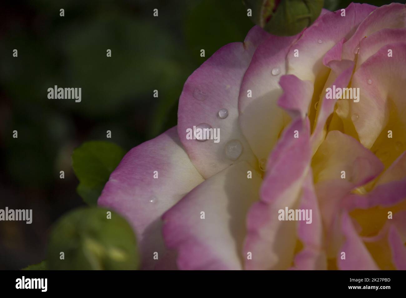 Rose petals buds dew hi-res stock photography and images - Alamy