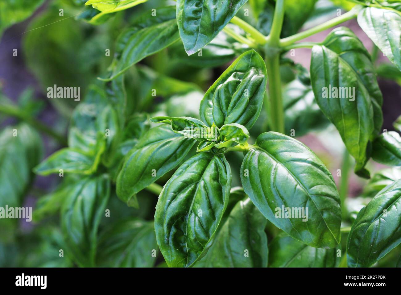 Fresh organic basil plant grows up in garden Stock Photo - Alamy