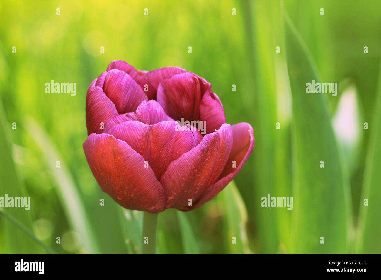 Spring background with tulip growing in garden Stock Photo - Alamy