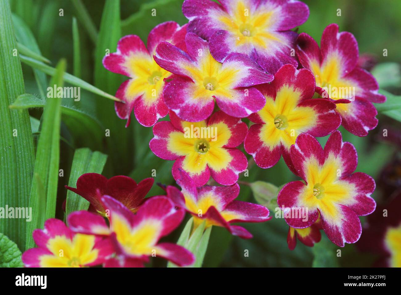The beautiful pink colors primrose flowers garden Stock Photo - Alamy