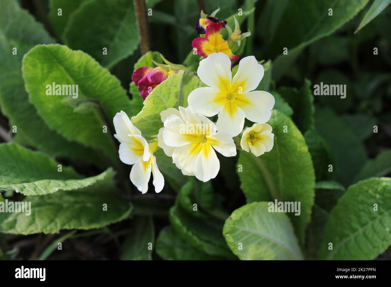 The beautiful white colors primrose flowers garden Stock Photo - Alamy