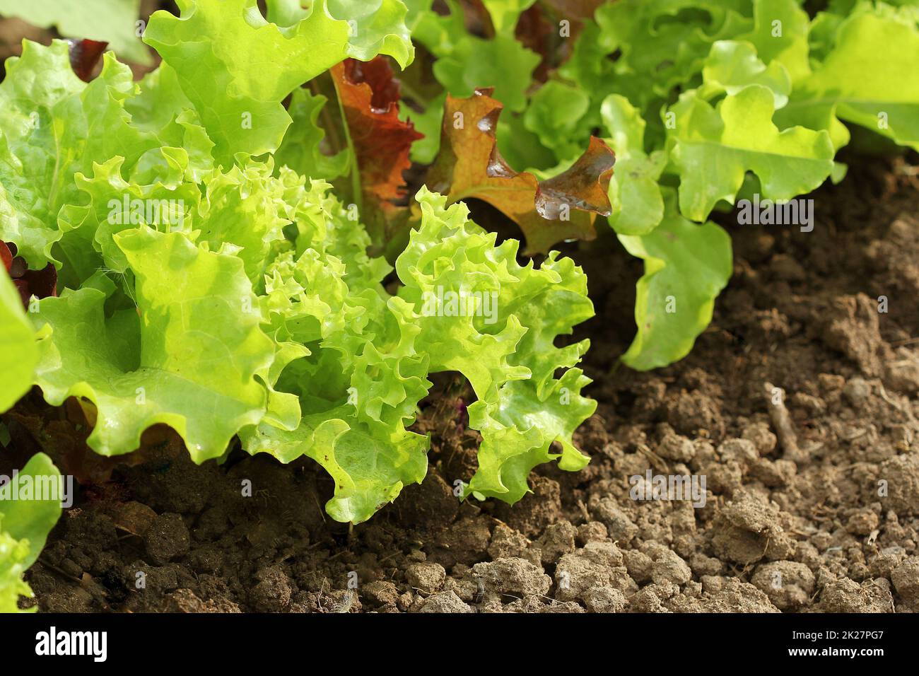 Red curly lettuce hi-res stock photography and images - Alamy