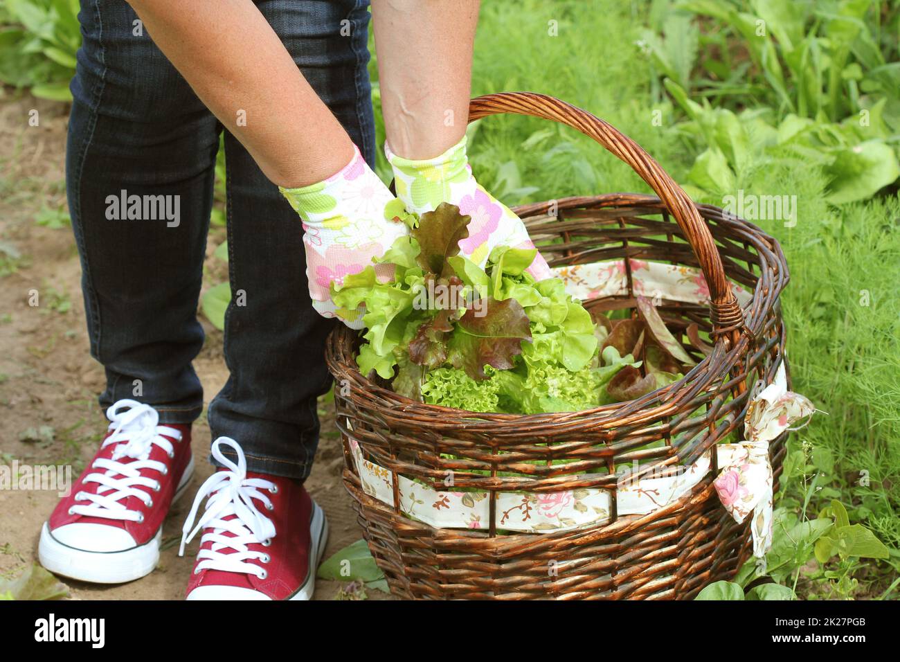 woman picking fresh lettuce from her garden .Lettuce put in a basket ...