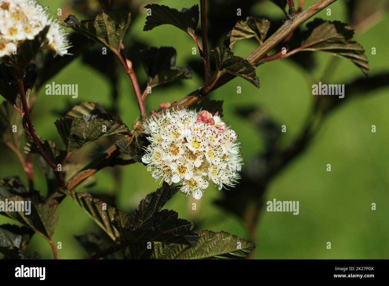 Ninebark or Physocarpus opulifolius shrub bloosom in garden. Dwarf ...