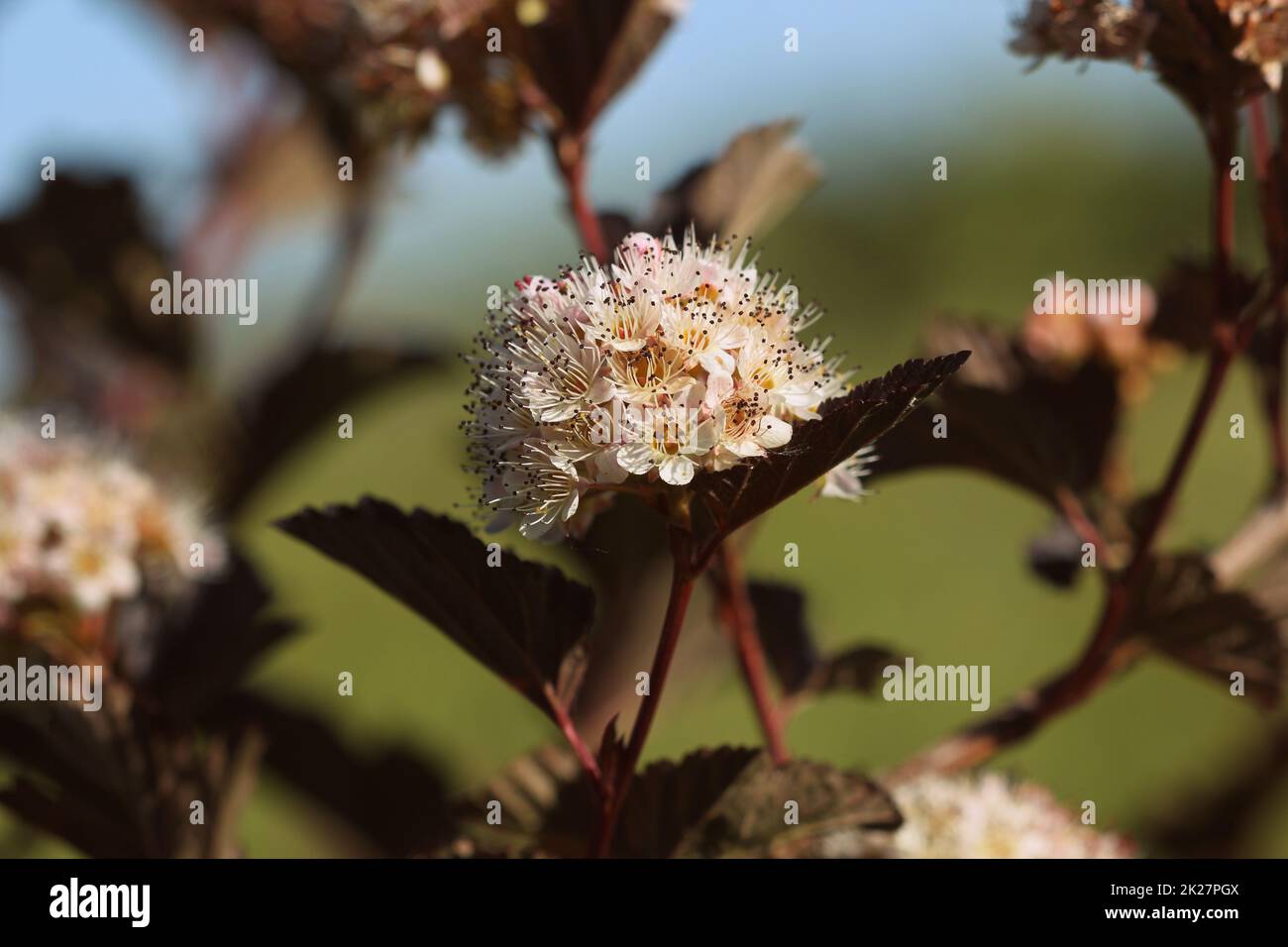 Ninebark or Physocarpus opulifolius shrub bloosom in garden. Dwarf ...