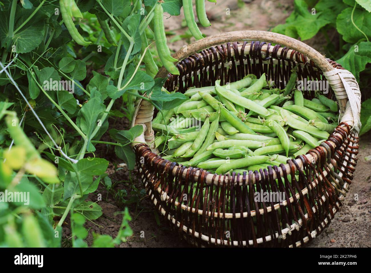 Harvest of green fresh peas picking in basket . Green pea pods on ...