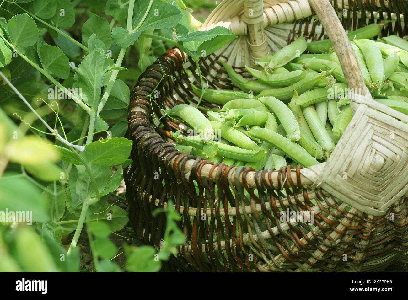Harvest of green fresh peas picking in basket . Green pea pods on ...