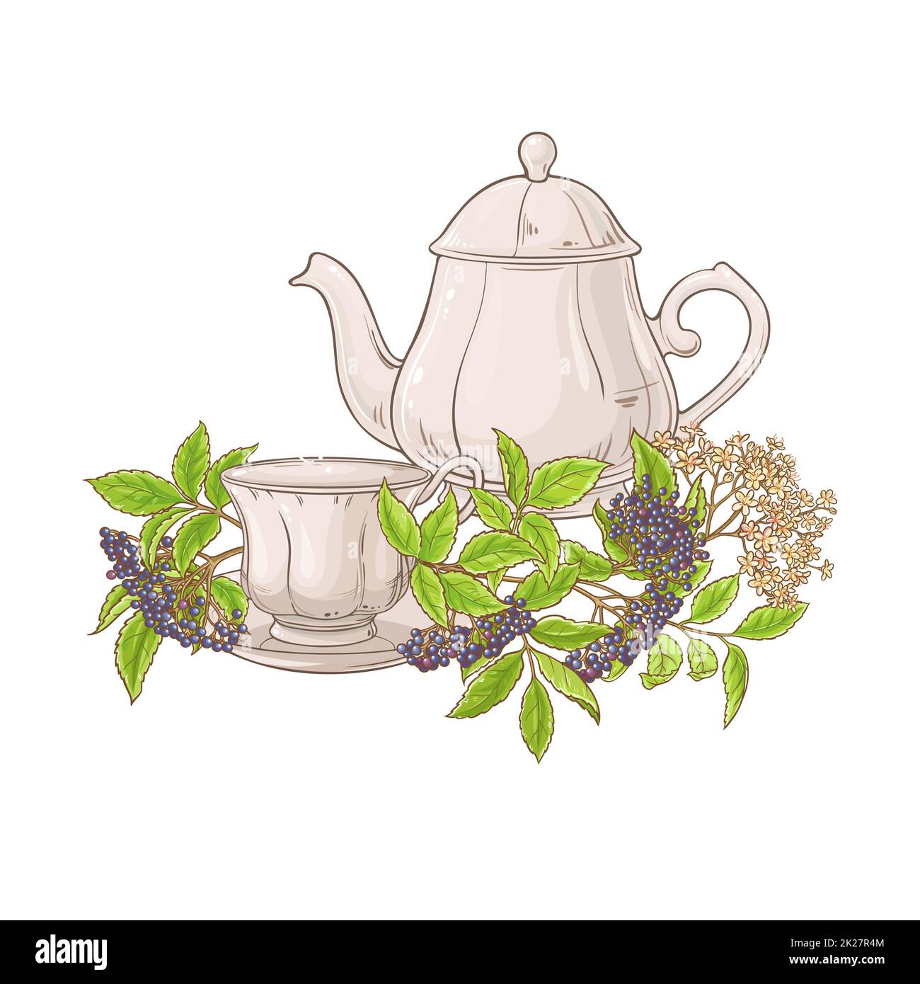 elderberry tea illustration Stock Photo - Alamy