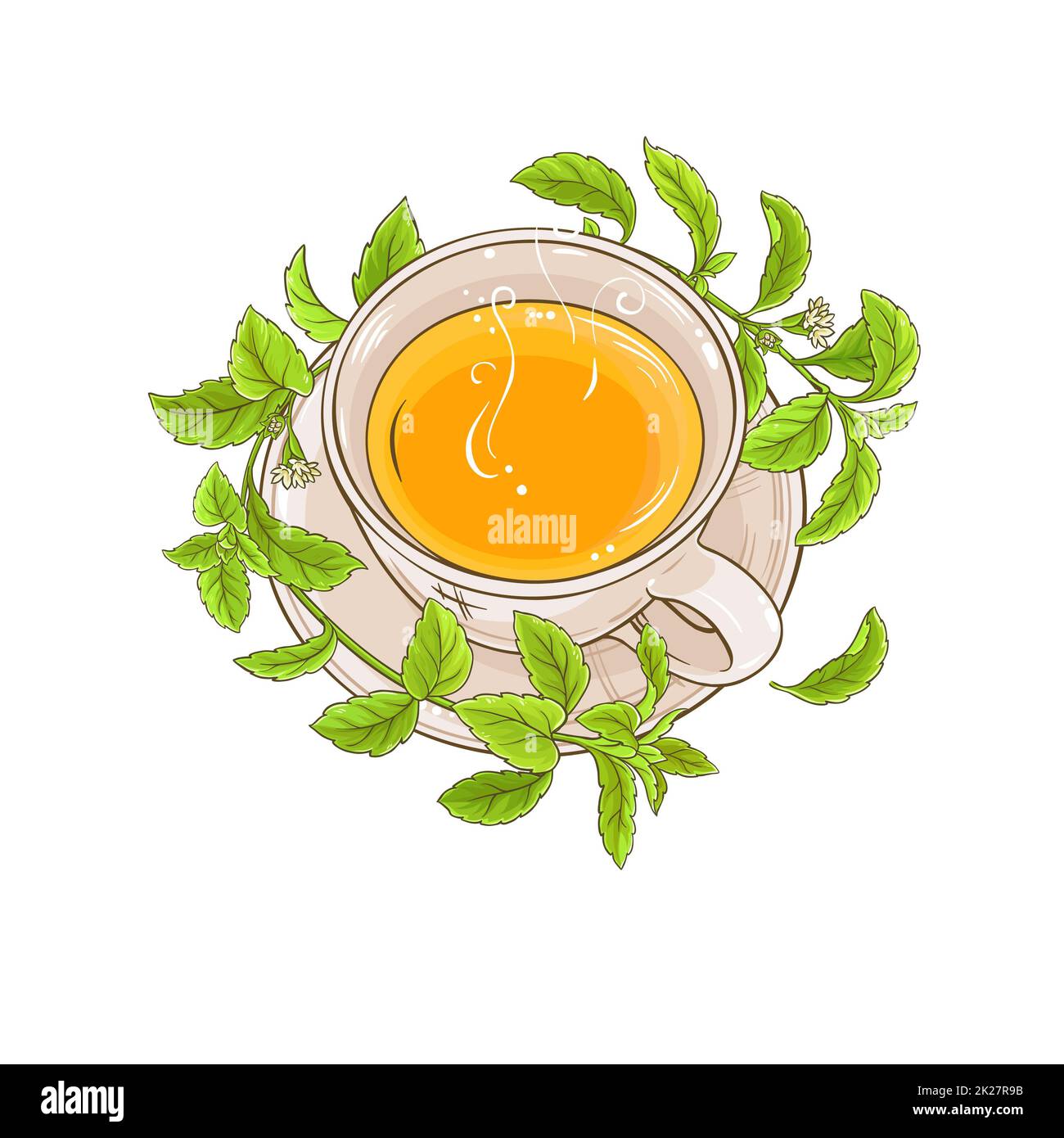 stevia tea illustration Stock Photo - Alamy