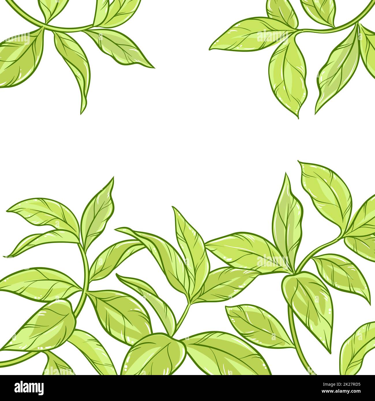 tea leaves vector frame on white background Stock Photo - Alamy