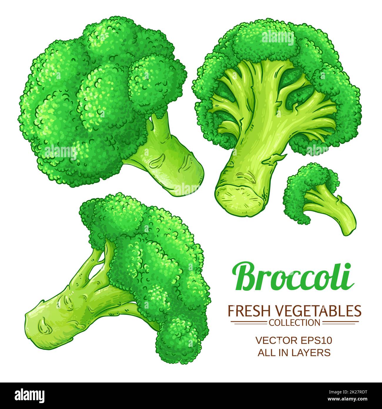 broccoli plant vector set on white background Stock Photo - Alamy